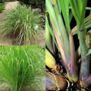 Beneficios del limoncillo: datos importantes y recetas - PlantSalud