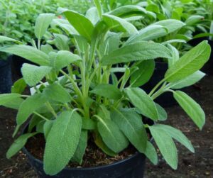 La Salvia: Un Tesoro Botánico con Beneficios Invaluables para tu Salud ...